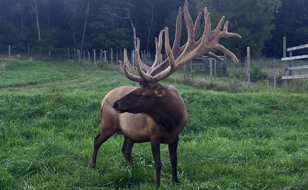 RC Ranch Elk Farm – Elk Meat, Antler Dog Chews and More – Gays Mills WI ...